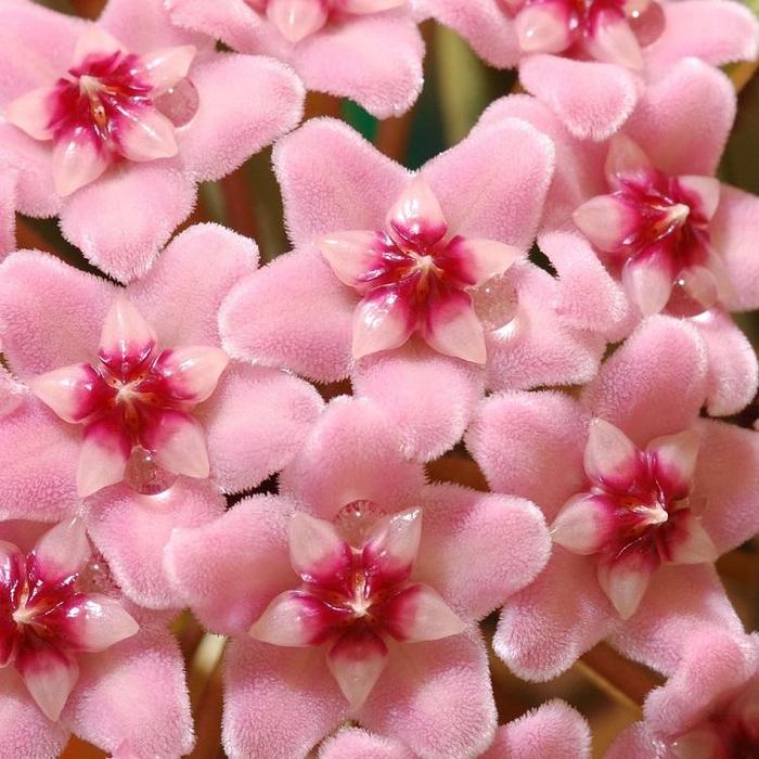 Jual Tanaman Anggrek Hoya Tricolor Carnosa Krimson Queen - Kota ...