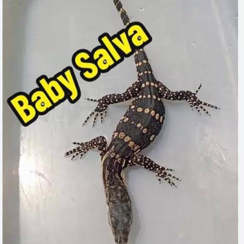 Jual Baby Biawak Salvator Hidup Asli Jawa Jinak Termurah - Kab ...