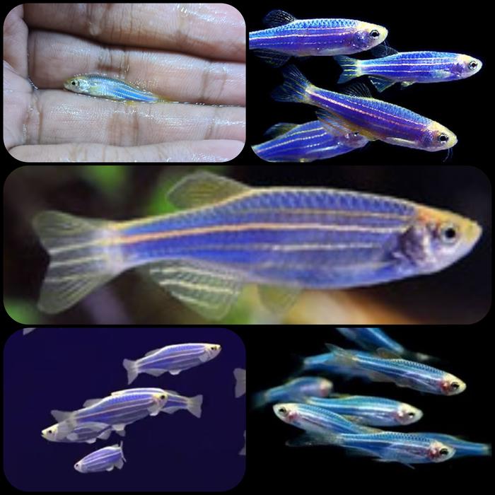 Jual ikan hias blue danio zebra untuk aquarium dan aquascape - Kota ...