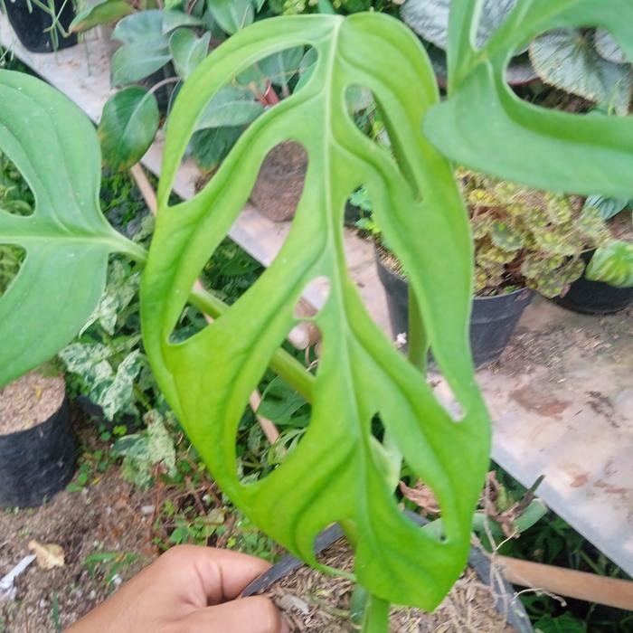 Jual monstera adansonii | BIBIT |tanaman hias | daun janda bolong - Kab ...