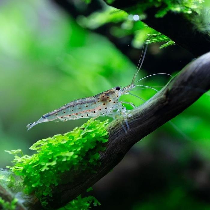 Jual UDANG HIAS NEOCARDINA 10 VARIAN / HIASAN AQUARIUM - Red Rili - Kab ...