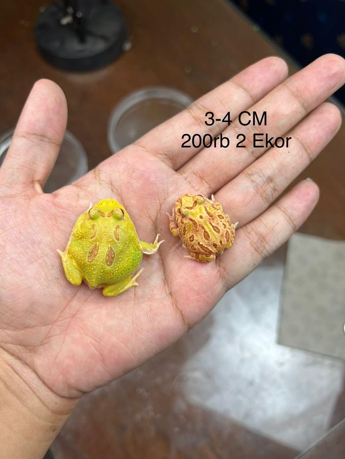 Jual PAKET MURAH KODOK PACMAN FROGS - Albino 4 Spot Patternless ...