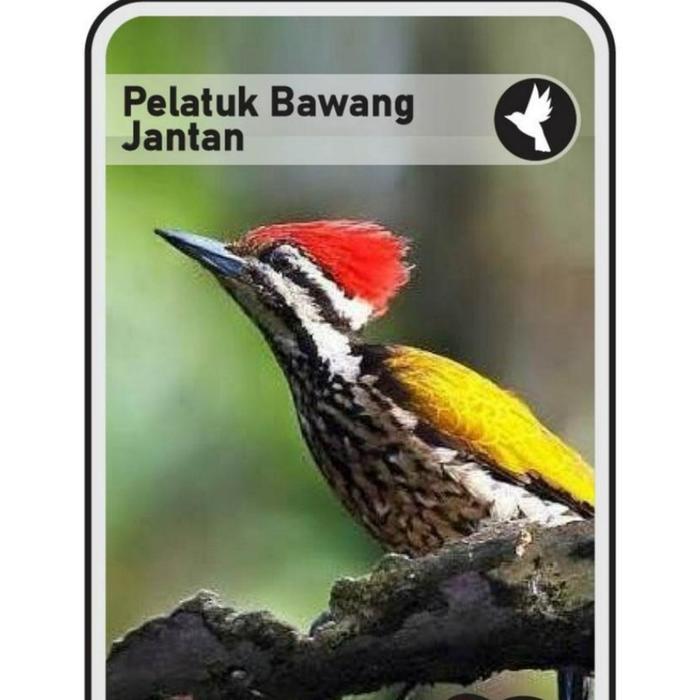 Jual Burung Pelatuk bawang jantan pilihan - Jakarta Timur ...