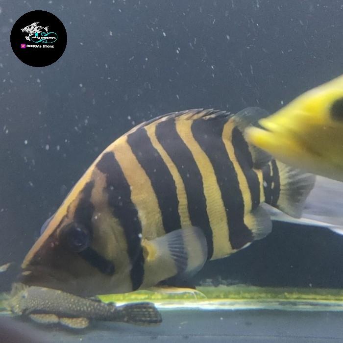 Promo IKAN HIAS IKAN DATZ TIGERFISH GOODMARKING TANKMATE IKAN PREDATOR ...