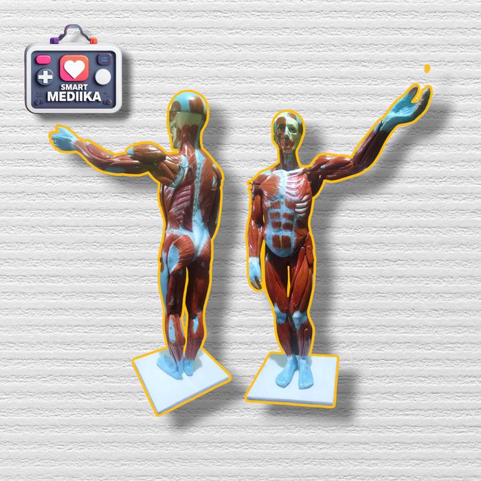 Jual PHANTOM MANEKIN MODEL MANUSIA OTOT / MANIKIN MODEL OTOT MANUSIA ...