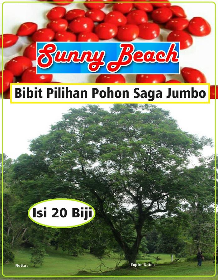 Jual Bibit Pilihan Pohon Saga Jumbo | Biji Benih Saga Pohon Jumbo ...