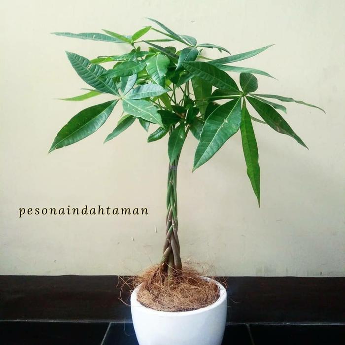 Jual Tanaman hias pachira kepang 9 - money tree - pachira kepang ...