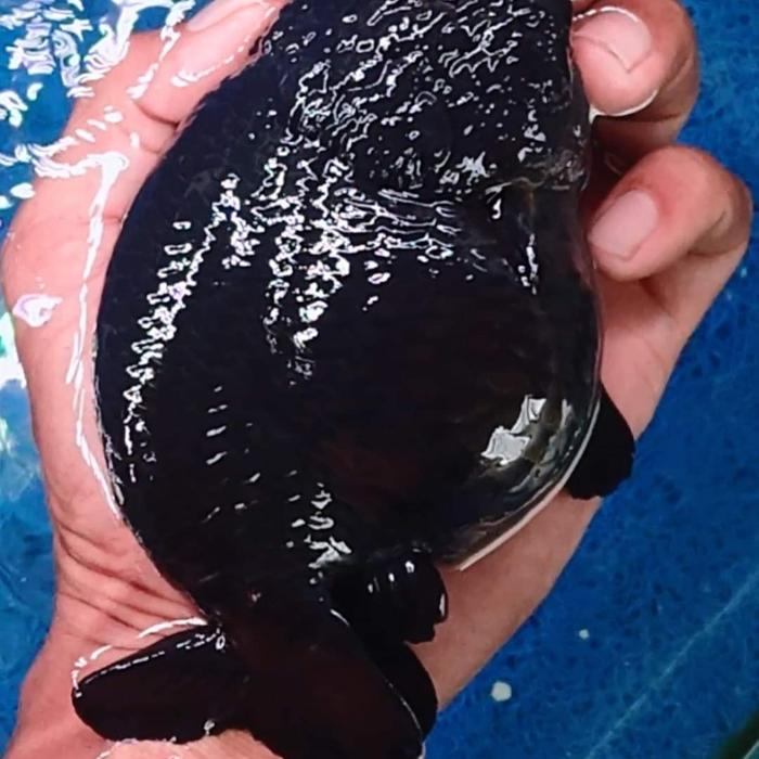 Jual Ikan Mas Koki Rancu Black Jumbo/ Ranchu Black Solid - Kota ...