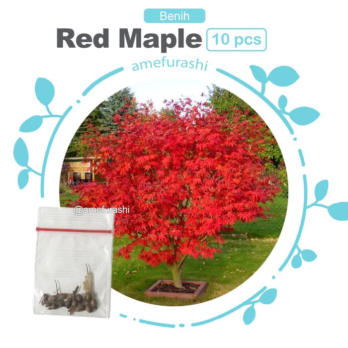 Jual Bibit Maple Jepang Inazuma Tree Red Maple Pohon Maple Unik ...