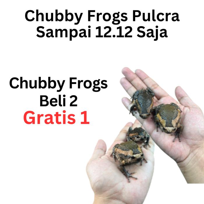 Jual Kodok Chubby Frogs Jenis Pulcra Bukan Pacman/Dumpy/Salamander ...