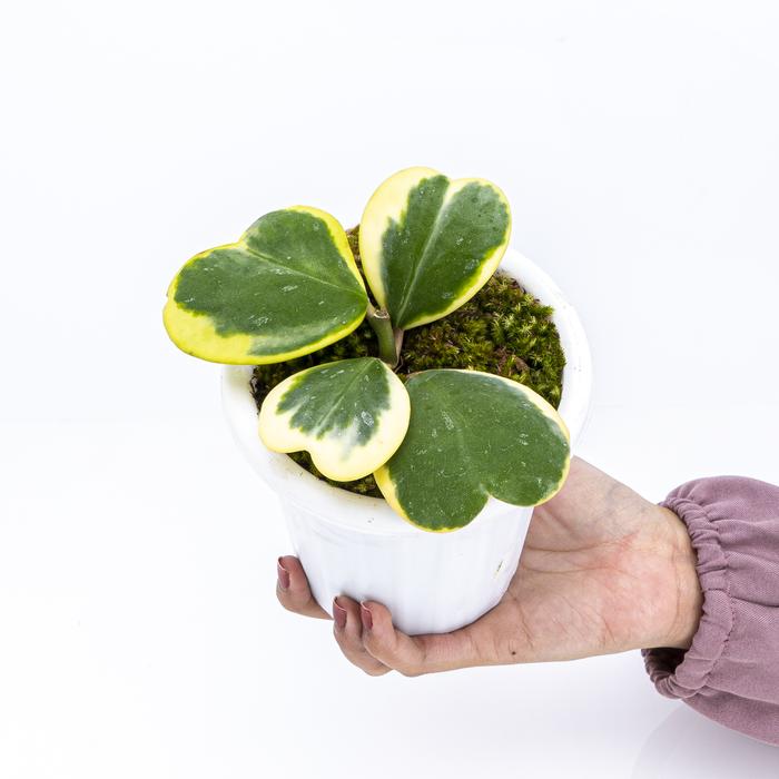 Jual Tanaman Hias Aroid Hoya Kerrii Variegata Daun Aktif - Kab. Bandung ...