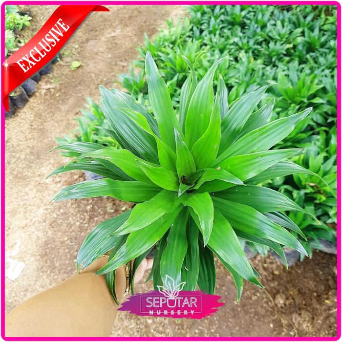 Jual tanaman hias hanjuang hijau - tanaman hias andong kemoceng - Kab ...