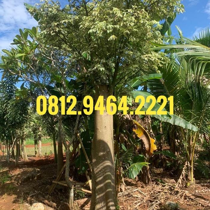 Jual Pohon Randu Kapuk Varigata Batang Besar Tinggi 3m+ Siap Tanam ...