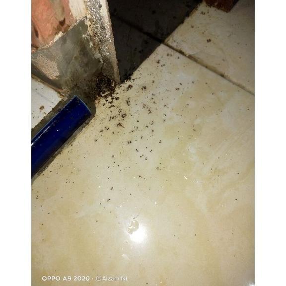 Jual New- Obat semut, serangga, kecoa, kutu kasur/tinggi, rayap atau ...
