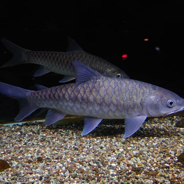 Jual ikan dewa/mahseer blue masher. (ikan biru) - Kab. Pemalang ...