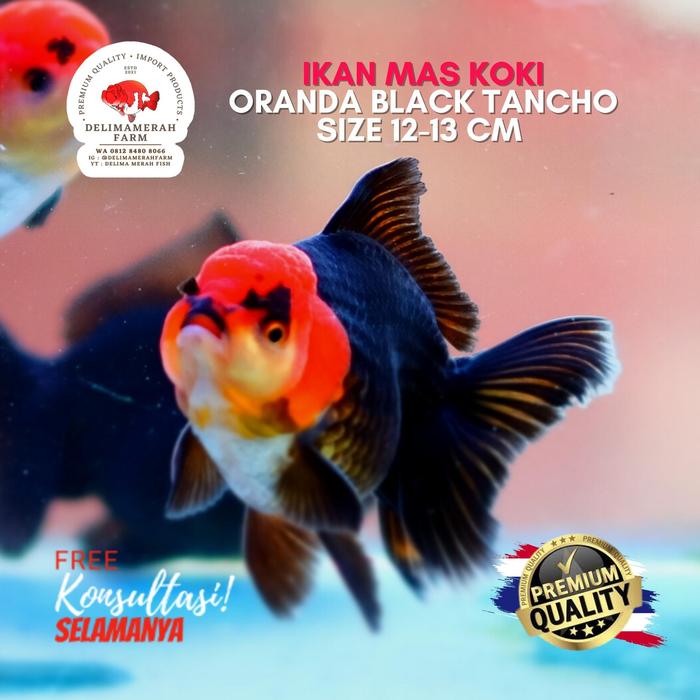Jual IKAN MAS koki BLACK TANCHO SIZE 9-10 CM PREMIUM QUALITY PALA MERAH - Kota Tangerang Selatan ...
