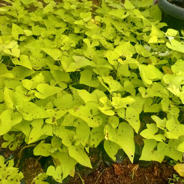 Jual pohon umbi kuning/tanaman rambat ubi daun kuning ( umbi umbian ...