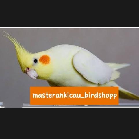 Promo burung falk Australia lutino mata hitam dewasa mewah istimewa ...