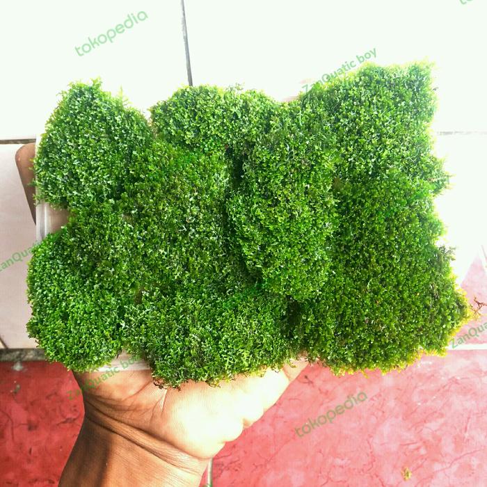 Jual moss ricardia mini clam alam/tanaman aquascape - Kab. Subang ...