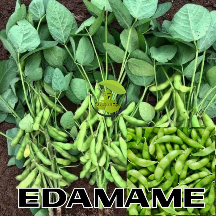 Jual Benih biji kacang edamame Bibit edamame - Kab. Bogor - VJ RUMAH ...