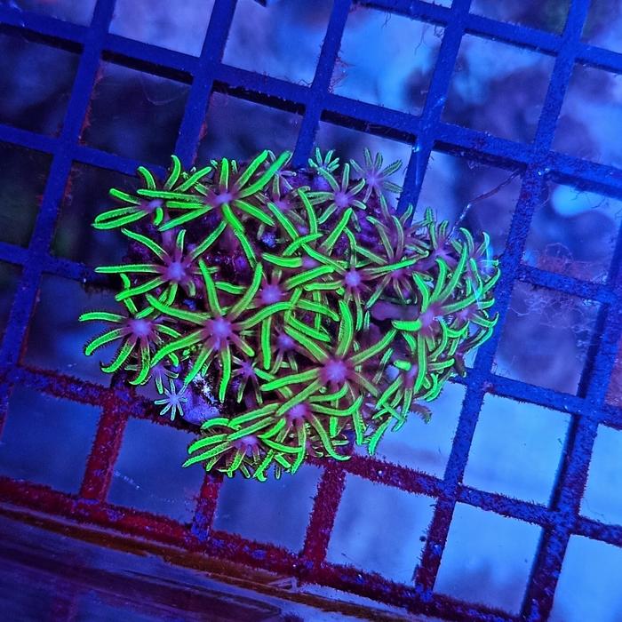 Jual green star polyp makassar bulu panjang frag hexagonal aquarium ...