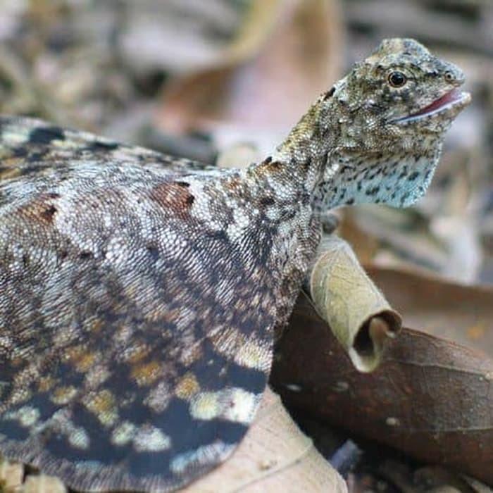 Jual JUAL FLYING LIZARD DRACO VOLANS~CICAK TERBANG~HAP HAP~CEKIBAR~1 ...