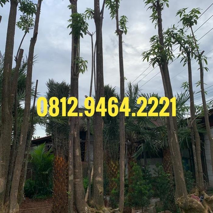 Jual Pohon Pule Peneduh Rimbun Taman Minimalis - Jakarta Utara - Taman ...