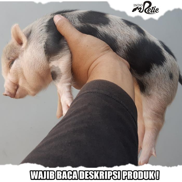 Jual MICRO PIG / MICROPIG / BABI MINI PELIHARAAN F1 ASLI US - Kota ...