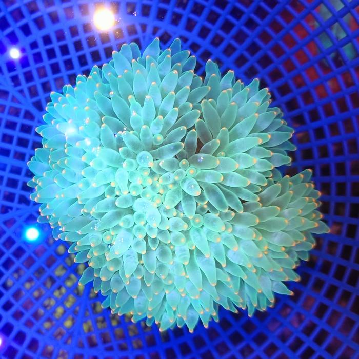 Jual anemon jagung tip orange pink cantik aquarium laut - Jakarta ...