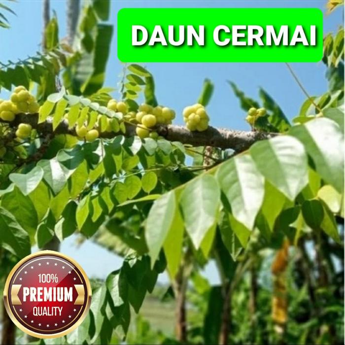 Jual DAUN CERMAI PER LEMBAR (PREMIUM QUALITY) - Kab. Jombang - TOPP ...