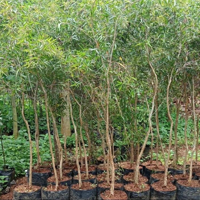 Jual pohon kayu putih, tinggi pohon 2 meter. - Kota Depok - Mpim Taman ...