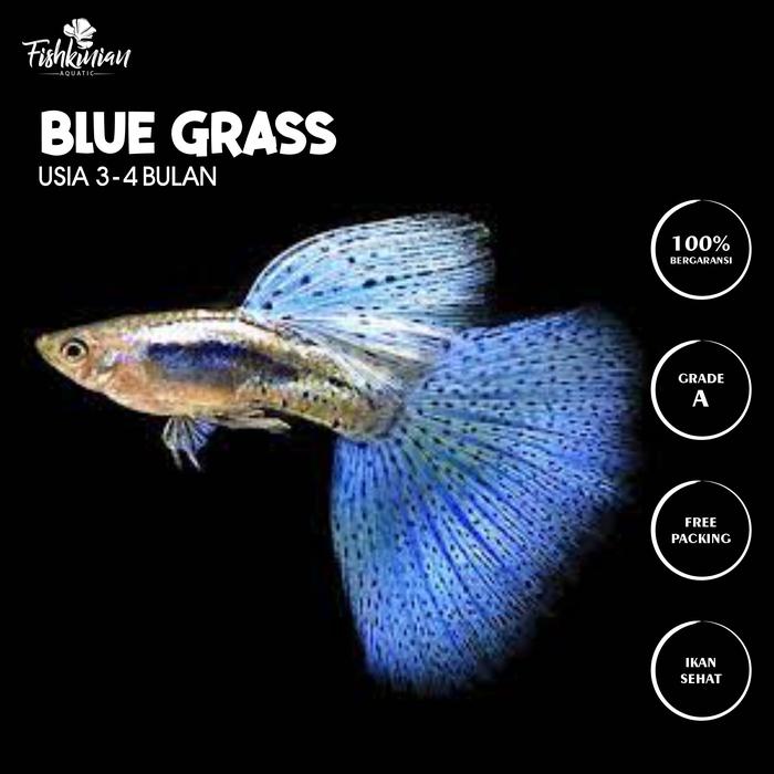 Promo Ikan Hias Air Tawar Guppy - BLUE GRASS - Kota Tangerang Selatan ...