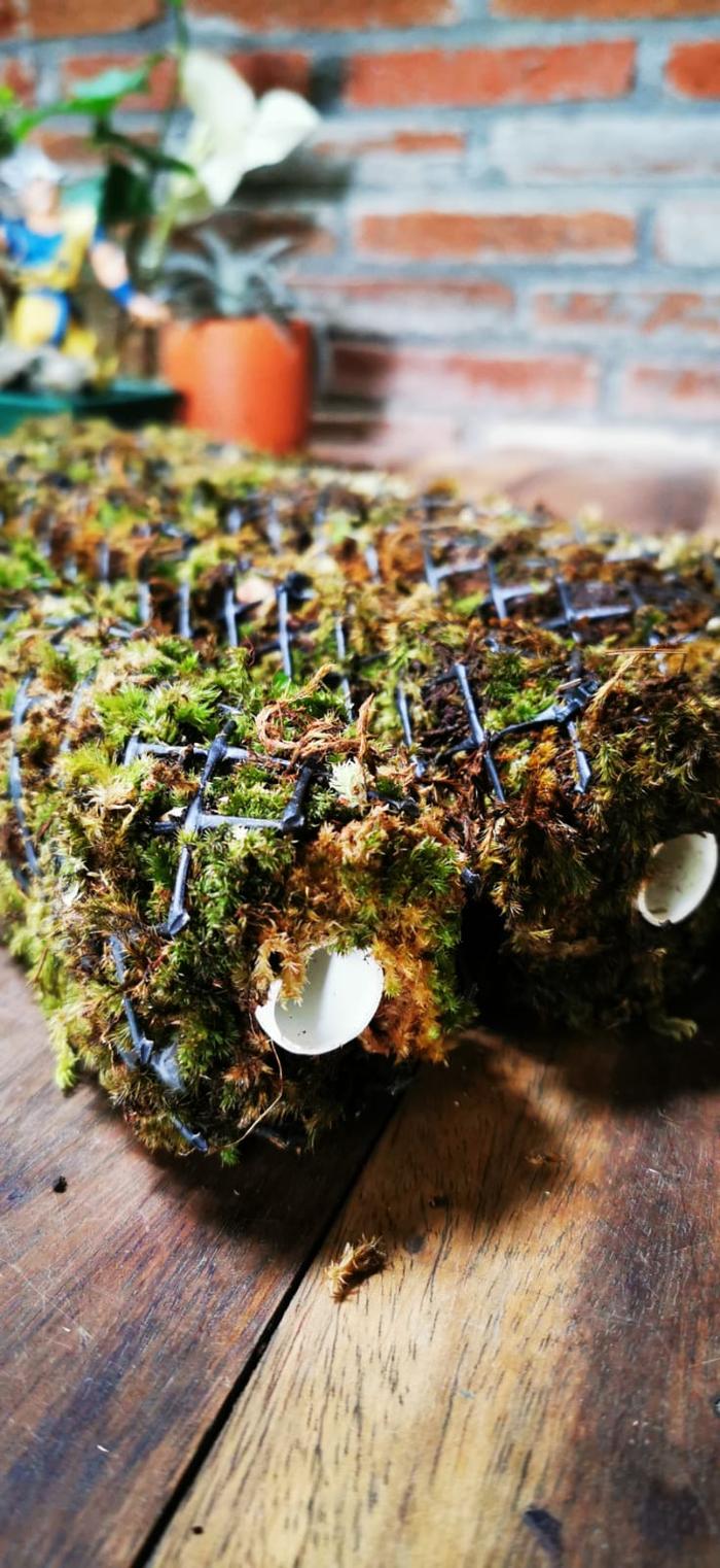 Jual Turus Tanaman Lumut Sambung Stackable Moss Pole Tinggi 60cm - Kota ...