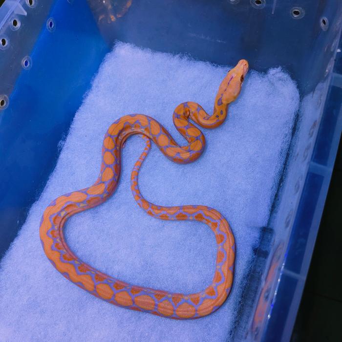 Jual ular albino retic. alsatra reptile cakep jinak. ular hias. - Kab ...