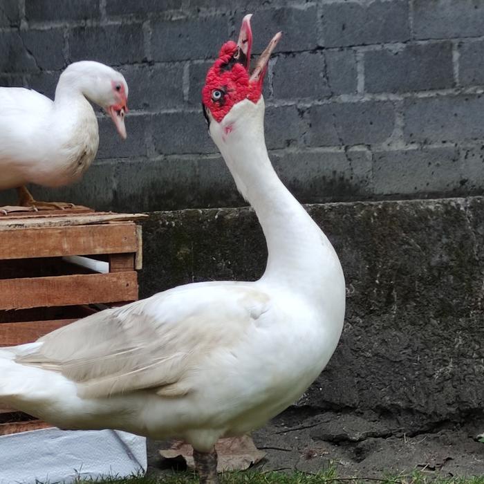 Jual mentok jumbo anakan - Kab. Kulon Progo - ayam hias kulon progo ...