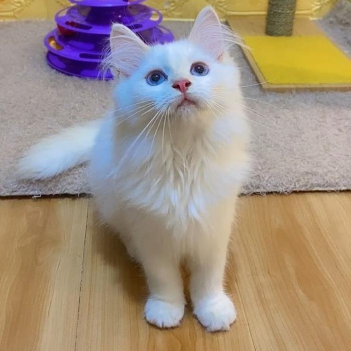 Jual kucing persian mix mainecoon betina - Kota Tangerang - kaya ungkep ...