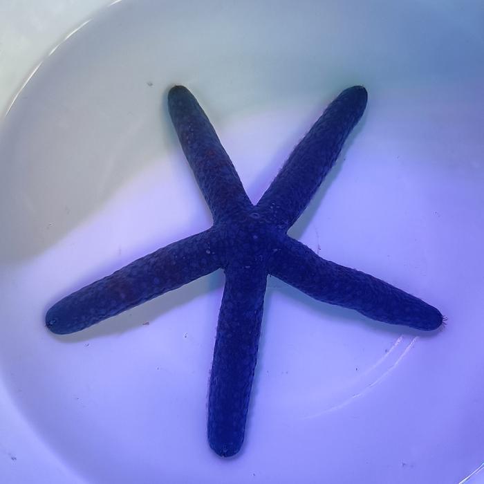 Jual bintang laut biru aquarium laut - Jakarta Selatan - Poltangan Reef ...