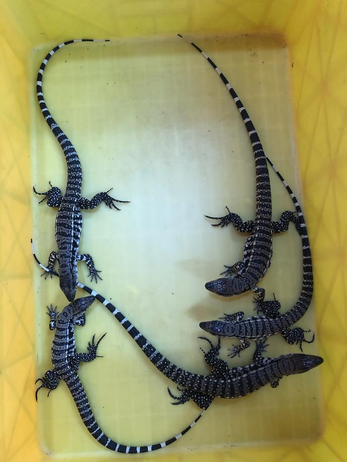 Jual Blue Tegu - Jakarta Pusat - Tetrapod | Tokopedia