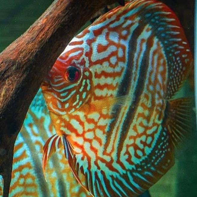 Jual discus heckel cross ikan - Kab. Bogor - discus guppy | Tokopedia