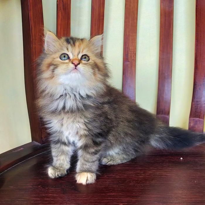 Jual kucing norwegian forest lucu - Kota Surakarta - karebetcat | Tokopedia