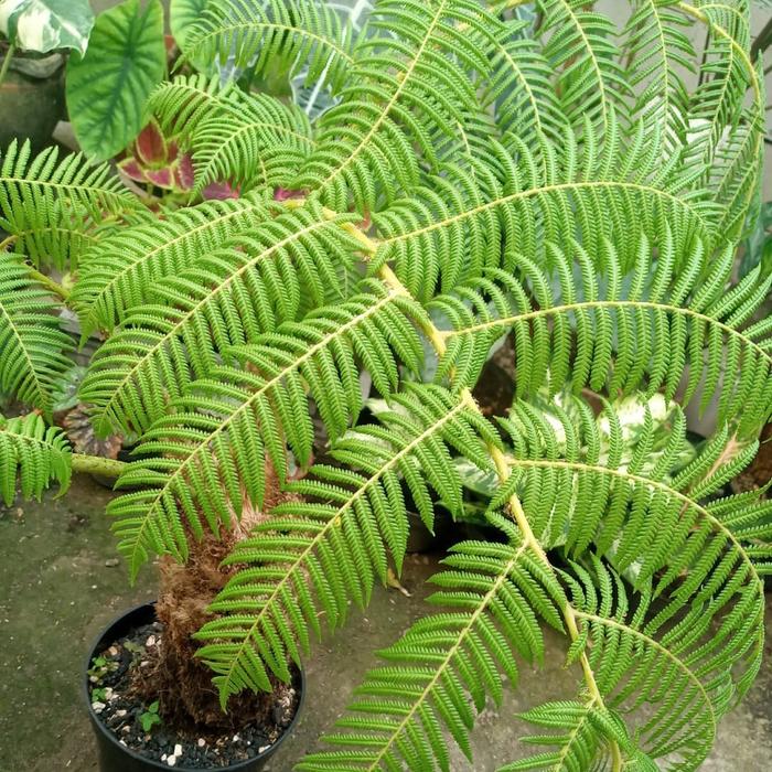 Jual Tanaman hias pakis monyet - tanaman hias dicksoniasquarrosa ...