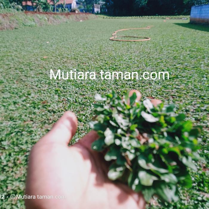 Jual Rumput gajah mini/jual rumput gajah mini - Kab. Bogor - taman hias ...