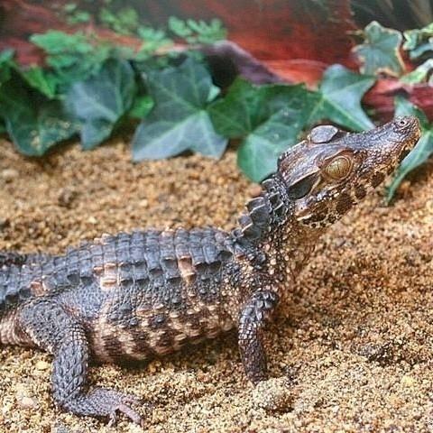 Jual CAIMAN DWARF CROCODILE - BUAYA MINI IMPORT - Kota Tangerang ...
