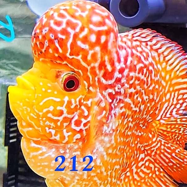 Jual Bakul212° Promo!!! Burayak Louhan Bonsai Coin Kamfa GB full ...