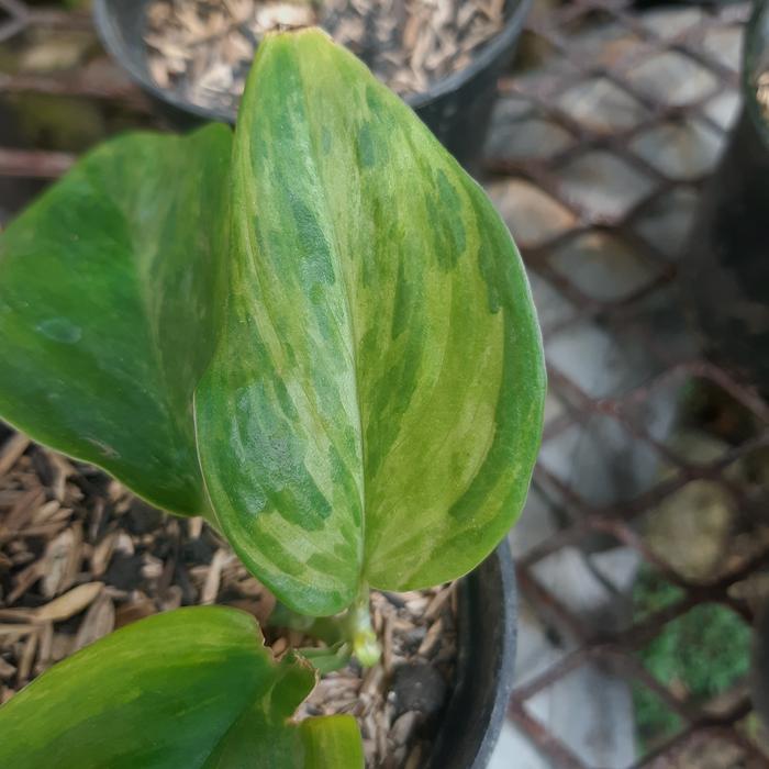 Jual scindapsus treubii moonlight varigata mewah ( sp ) gunung salak ...