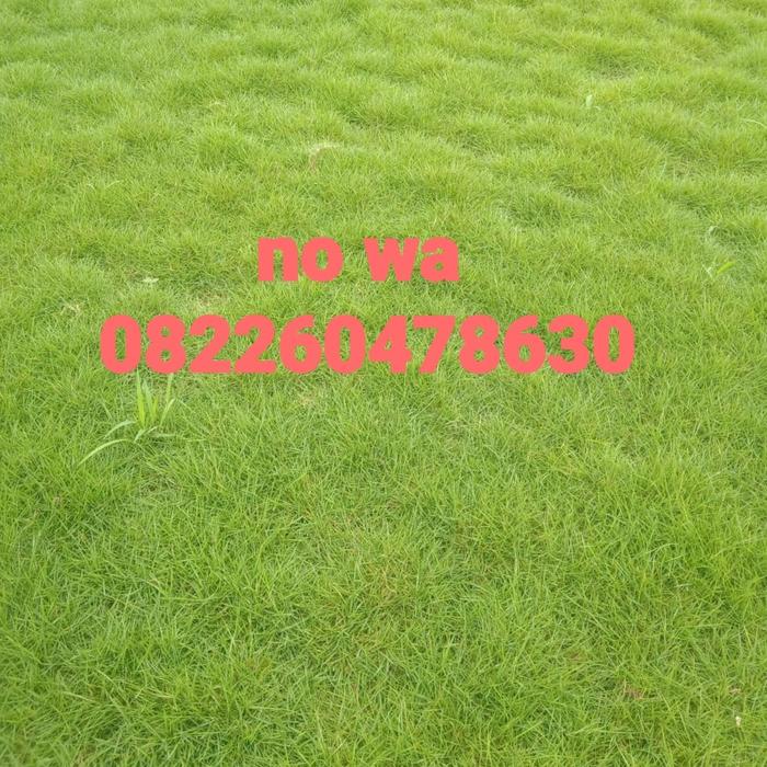 Jual RUMPUT JEPANG, RUMPUT PEKING (1 METER - Kota Tangerang Selatan ...
