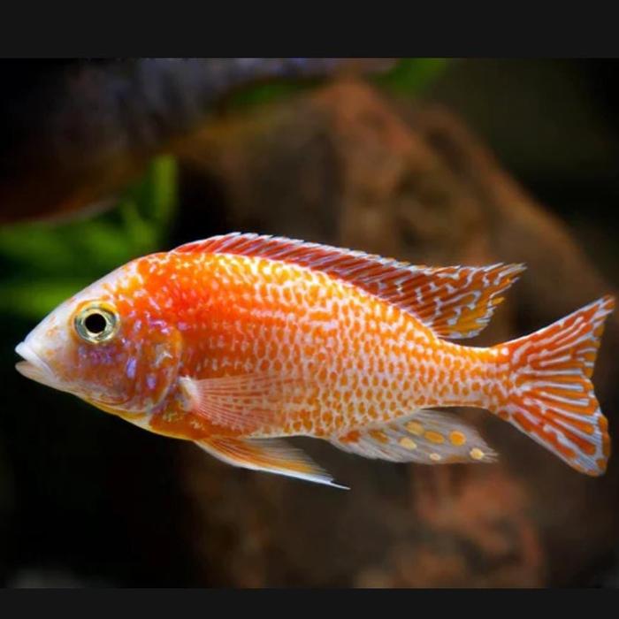 Jual cichlid aulonocara mix jenis / cichlid ob peakock & dragon blood 4 ...