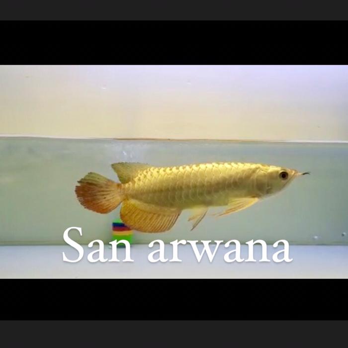 Jual Golden crossback arwana 24k gold head - Jakarta Timur - san arwana ...