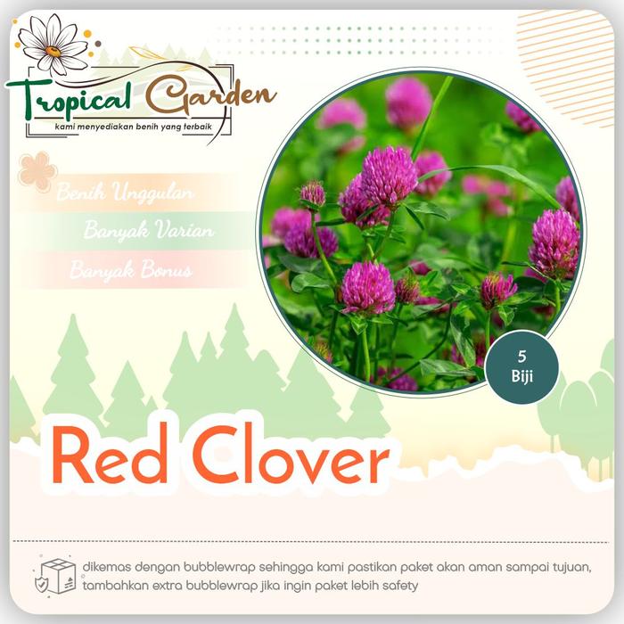 Jual Benih Biji Bunga Bunga Red Clover Merah Semanggi - Kab. Kediri ...