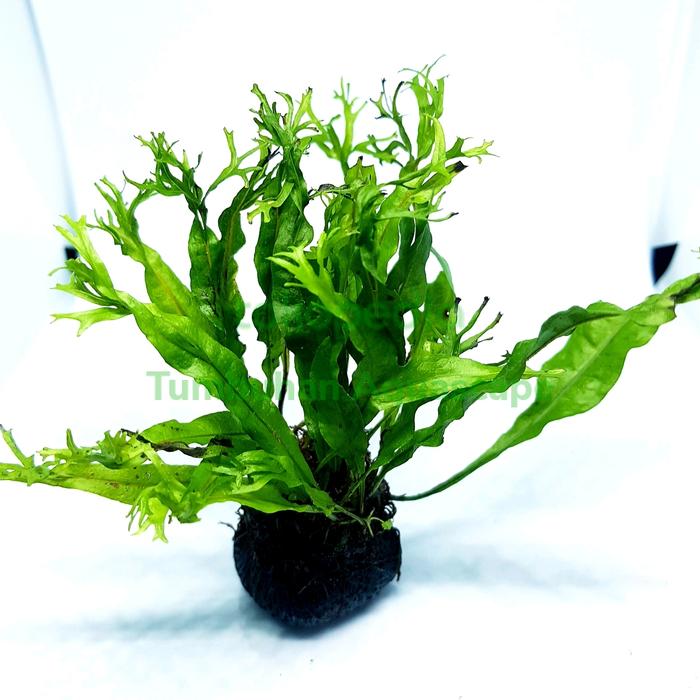 Jual Kadaka Java fern Tanaman Aquascape Low co2 - Kab. Sleman ...
